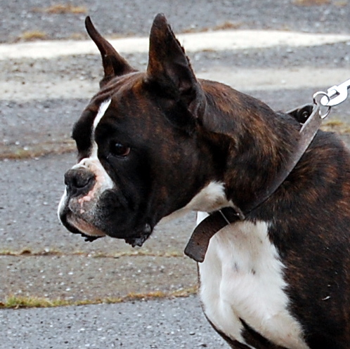 Šteniatka boxer / Boxer puppies :: KARMAPA kennel